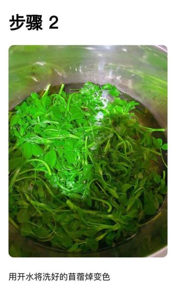 苜蓿芽怎么做好吃_苜蓿芽的做法大全-第3张图片-山城妙识