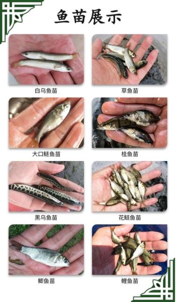 鲢鱼苗批发价格_一尾多少钱-第2张图片-山城妙识