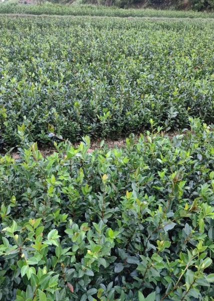油茶树怎么种_油茶树种植技术要点-第1张图片-山城妙识