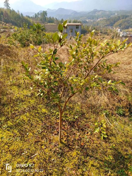 油茶树怎么种_油茶树种植技术要点-第3张图片-山城妙识