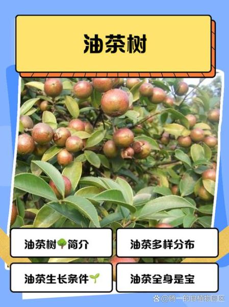 油茶树怎么种_油茶树种植技术要点-第2张图片-山城妙识
