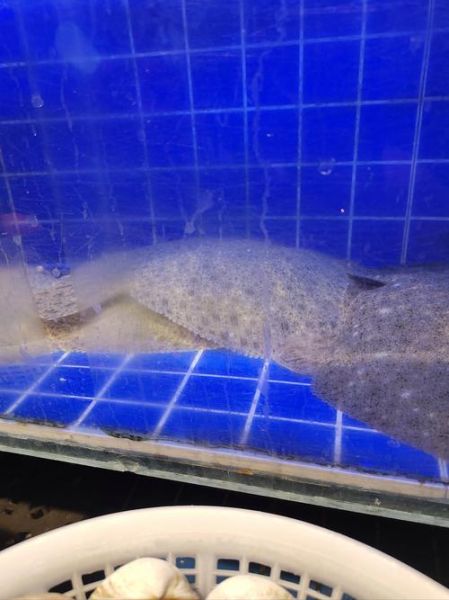 黄花鱼是淡水鱼还是海水鱼_黄花鱼生活习性-第1张图片-山城妙识 黄花鱼是淡水鱼还是海水鱼_黄花鱼生活习性-第1张图片-山城妙识