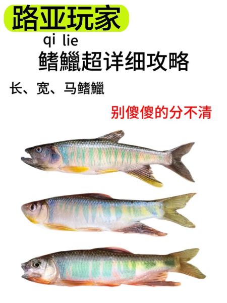 鱲鱼怎么钓_鱲鱼吃什么饵料-第2张图片-山城妙识 鱲鱼怎么钓_鱲鱼吃什么饵料-第2张图片-山城妙识
