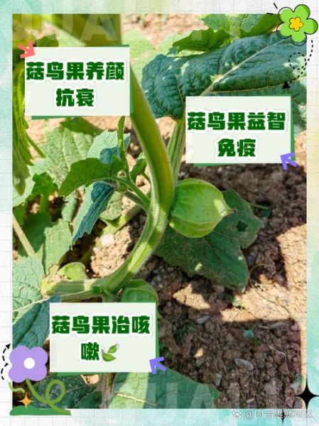菇鸟是什么水果_菇鸟怎么种植-第1张图片-山城妙识