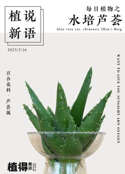 芦荟多久浇一次水_芦荟怎么养才能更旺盛-第1张图片-山城妙识 芦荟多久浇一次水_芦荟怎么养才能更旺盛-第1张图片-山城妙识