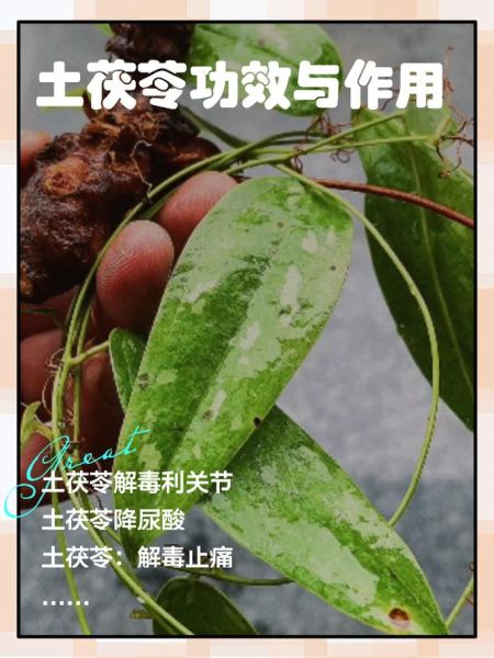 长期服用土茯苓对身体有害吗_土茯苓副作用-第1张图片-山城妙识