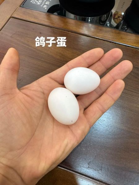 鸽子蛋多少钱一斤_鸽子蛋价格为什么贵-第1张图片-山城妙识