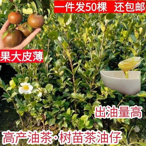 油茶种苗多少钱一株_油茶苗价格行情-第1张图片-山城妙识 油茶种苗多少钱一株_油茶苗价格行情-第1张图片-山城妙识
