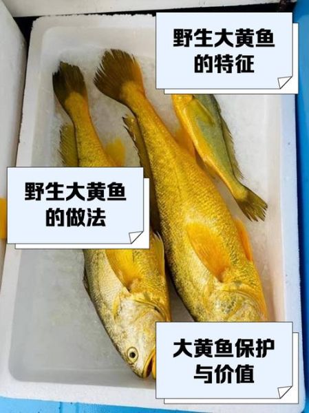 72斤野生大黄鱼多少钱_野生大黄鱼价格行情-第3张图片-山城妙识