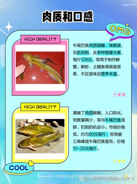 黄辣丁鱼多少钱一斤_黄辣丁鱼价格行情-第2张图片-山城妙识