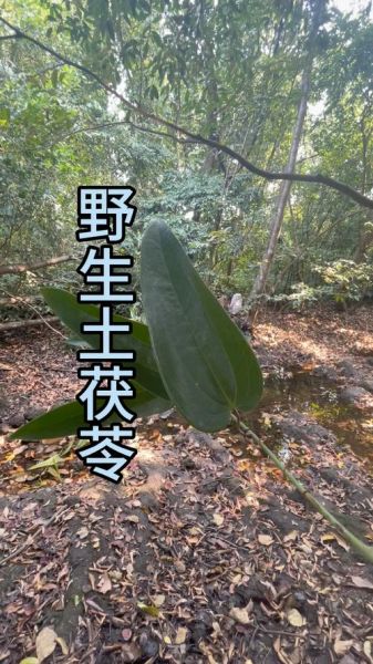 野生茯苓长什么样_野生茯苓图片如何鉴别真假-第2张图片-山城妙识 野生茯苓长什么样_野生茯苓图片如何鉴别真假-第2张图片-山城妙识