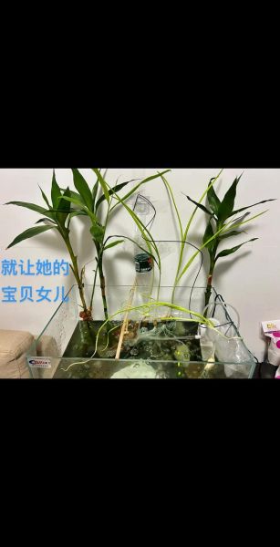 鱼缸里养小龙虾怎么养_小龙虾鱼缸养殖注意事项-第1张图片-山城妙识