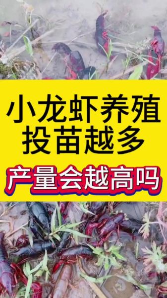 鱼缸里养小龙虾怎么养_小龙虾鱼缸养殖注意事项-第2张图片-山城妙识