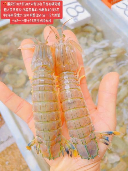 濑尿虾是什么意思_濑尿虾和皮皮虾区别-第2张图片-山城妙识 濑尿虾是什么意思_濑尿虾和皮皮虾区别-第2张图片-山城妙识