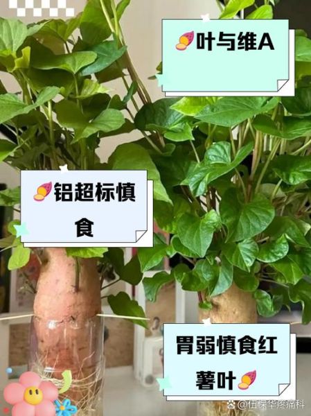 红薯叶为什么要焯水_焯水后营养会流失吗-第3张图片-山城妙识 红薯叶为什么要焯水_焯水后营养会流失吗-第3张图片-山城妙识