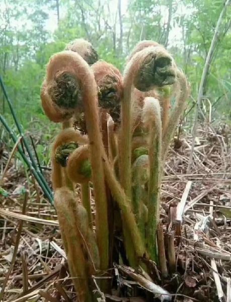 薇菜怎么泡发_薇菜的营养价值-第2张图片-山城妙识 薇菜怎么泡发_薇菜的营养价值-第2张图片-山城妙识