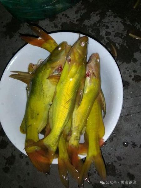 黄辣丁最大能长多大_黄辣丁能长多大-第2张图片-山城妙识 黄辣丁最大能长多大_黄辣丁能长多大-第2张图片-山城妙识