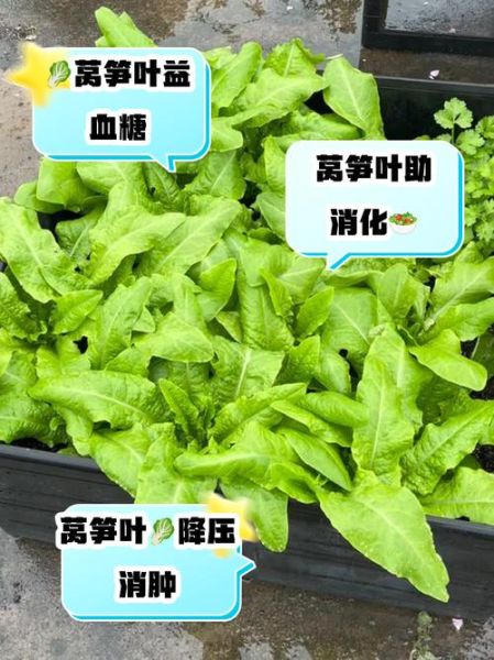 莴苣叶可以生吃吗_生吃莴苣叶的注意事项-第1张图片-山城妙识 莴苣叶可以生吃吗_生吃莴苣叶的注意事项-第1张图片-山城妙识