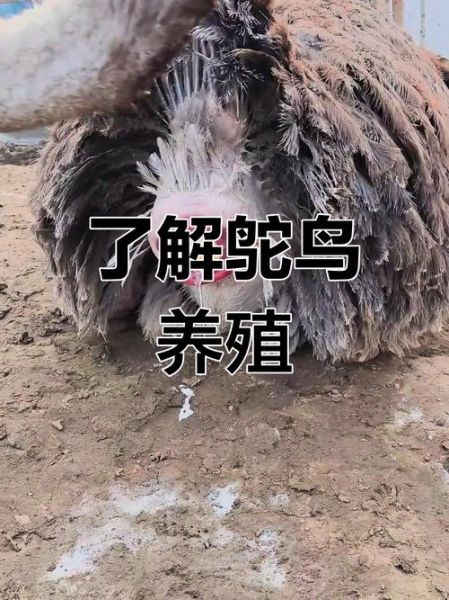 鸵鸟养殖好了往哪销售_如何找销路-第2张图片-山城妙识 鸵鸟养殖好了往哪销售_如何找销路-第2张图片-山城妙识