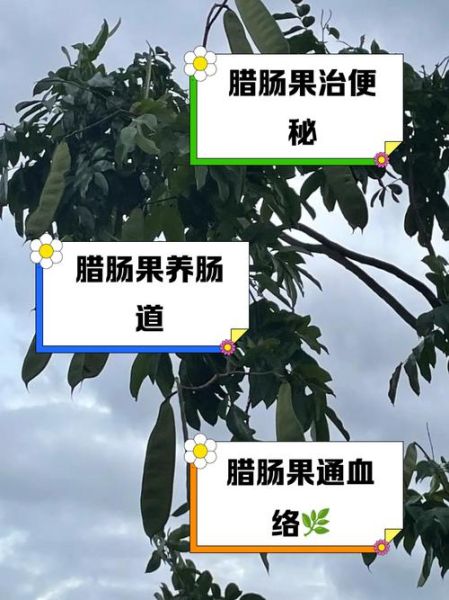 腊肠树果的功效与作用_腊肠树果怎么吃-第1张图片-山城妙识