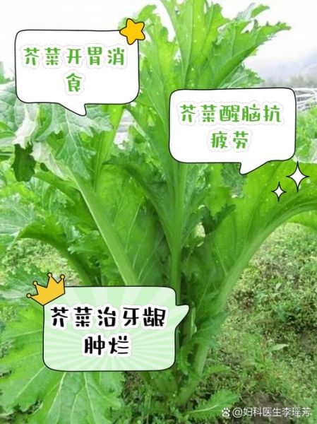 芥菜什么人不能吃_芥菜禁忌人群有哪些-第2张图片-山城妙识