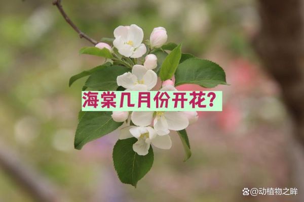 海棠花什么时候开_海棠花的花期多长-第1张图片-山城妙识