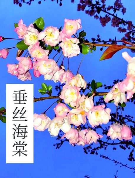海棠花什么时候开_海棠花的花期多长-第3张图片-山城妙识