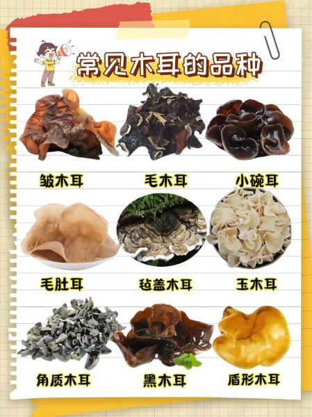 香菇木耳怎么区分_香菇木耳哪个营养高-第2张图片-山城妙识