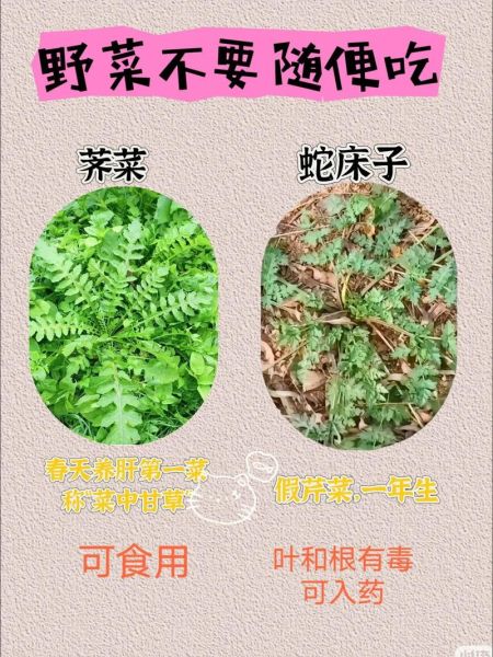 农村常见野菜有哪些_如何安全采摘与食用-第1张图片-山城妙识