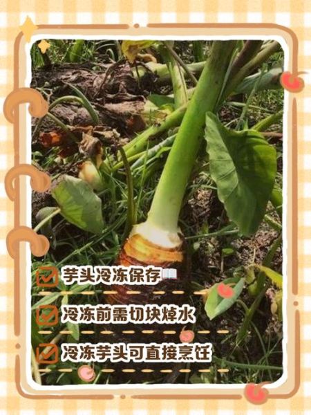 芋头怎么保存不会坏_芋头放冰箱能放多久-第1张图片-山城妙识