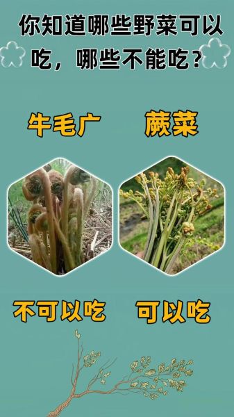 农村常见野菜有哪些_如何安全采摘与食用-第2张图片-山城妙识