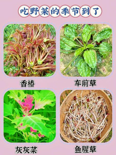 农村常见野菜有哪些_如何安全采摘与食用-第3张图片-山城妙识