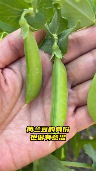 荷兰豆原产地是哪个国家_荷兰豆为什么叫荷兰豆-第1张图片-山城妙识