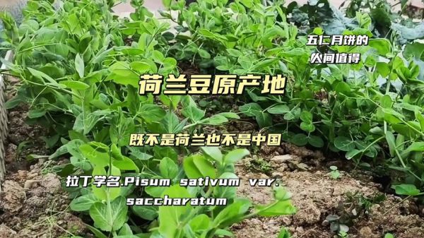 荷兰豆原产地是哪个国家_荷兰豆为什么叫荷兰豆-第3张图片-山城妙识