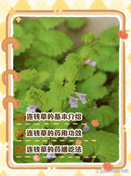 连钱草的功效与作用_连钱草怎么泡水喝-第3张图片-山城妙识