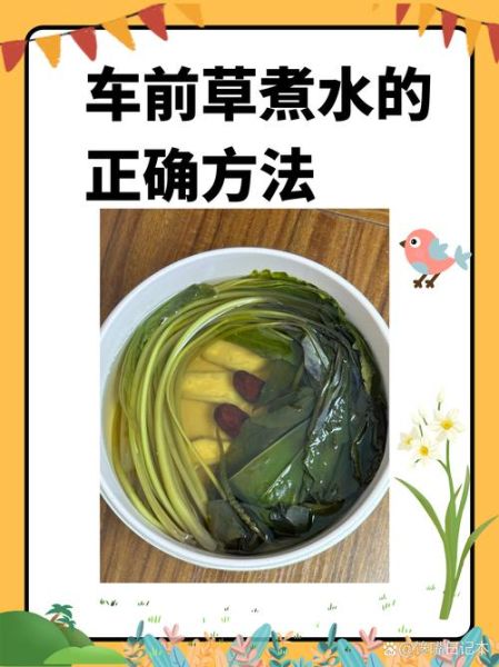 车前草怎么吃效果最好_车前草的正确吃法-第1张图片-山城妙识 车前草怎么吃效果最好_车前草的正确吃法-第1张图片-山城妙识