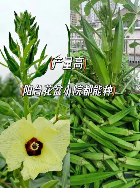 黄秋葵怎么种植_黄秋葵种植时间和方法-第1张图片-山城妙识 黄秋葵怎么种植_黄秋葵种植时间和方法-第1张图片-山城妙识