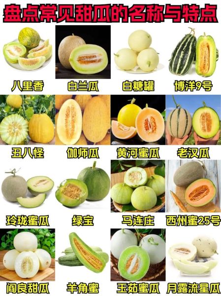 甜瓜品种有哪些_甜瓜图片大全怎么找-第1张图片-山城妙识 甜瓜品种有哪些_甜瓜图片大全怎么找-第1张图片-山城妙识