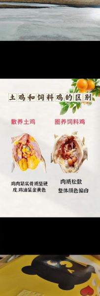 草鸡和土鸡的区别_哪个更好吃-第2张图片-山城妙识
