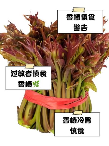 香椿芽什么人不能吃_香椿芽禁忌人群有哪些-第1张图片-山城妙识