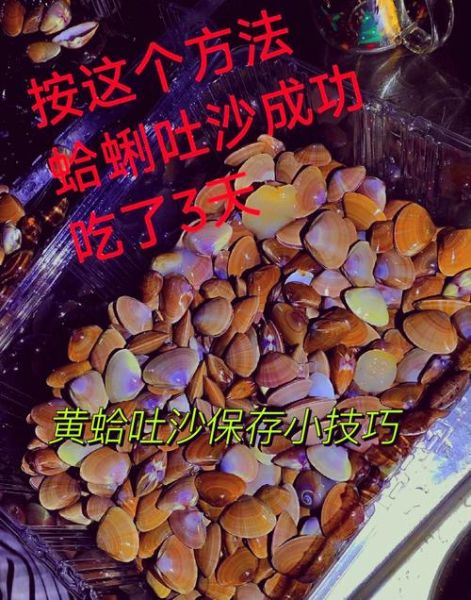 蛤蜊怎么清洗才干净_蛤蜊吐沙最快的方法-第1张图片-山城妙识