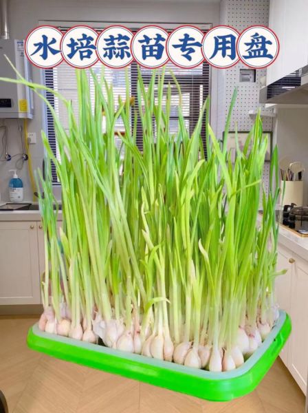 种蒜苗的正确方法_蒜苗多久能收割-第2张图片-山城妙识