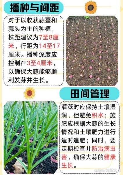 种蒜苗的正确方法_蒜苗多久能收割-第3张图片-山城妙识