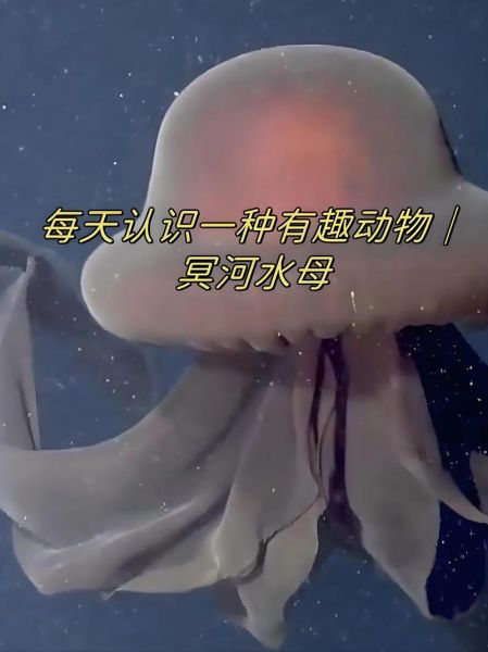 冥河水母有毒吗_冥河水母能活多久-第2张图片-山城妙识