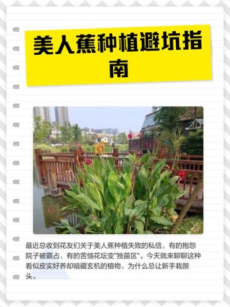 美人蕉种子怎么种_美人蕉种子多久发芽-第2张图片-山城妙识