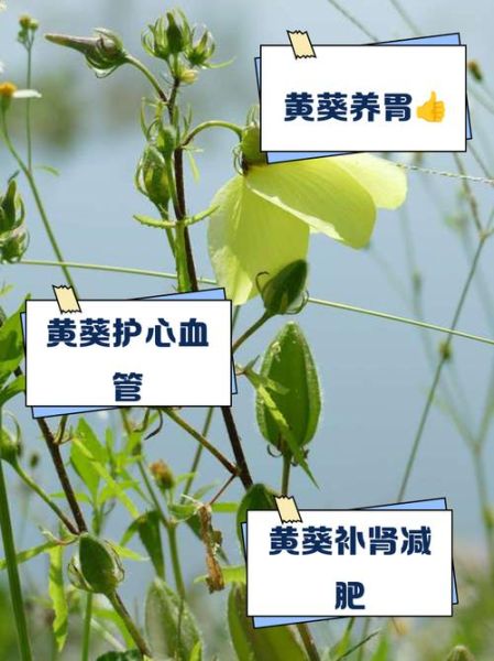 黄葵的功效与作用有哪些_黄葵的副作用是什么-第2张图片-山城妙识