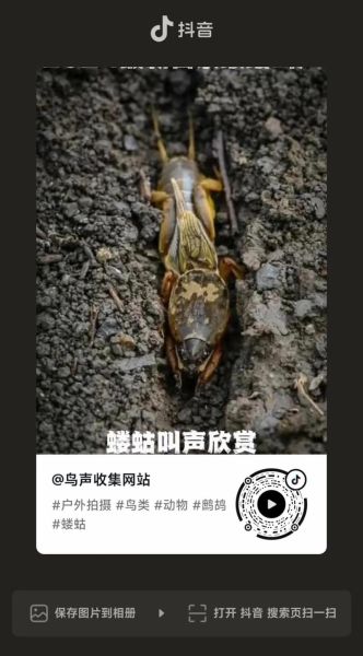 蝼蛄怎么读_蝼蛄是什么虫-第2张图片-山城妙识