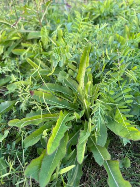 现在有什么野菜可以吃_春季可食用野菜大全-第1张图片-山城妙识