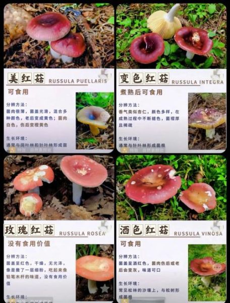 野生蘑菇种类有哪些_如何安全识别可食用品种-第1张图片-山城妙识 野生蘑菇种类有哪些_如何安全识别可食用品种-第1张图片-山城妙识