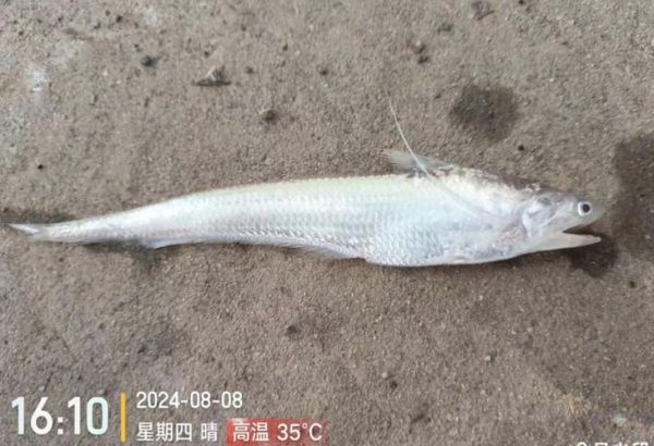 刀鱼图片大全大图_刀鱼高清图怎么拍-第2张图片-山城妙识